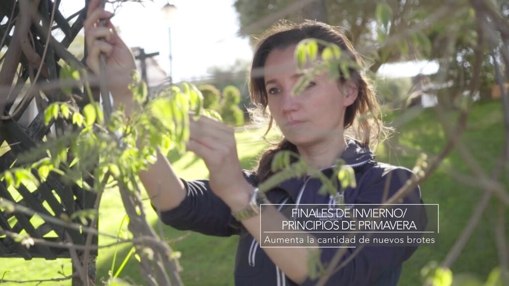 ¿Qué es la poda? Guía completa sobre técnicas y beneficios de la poda ...